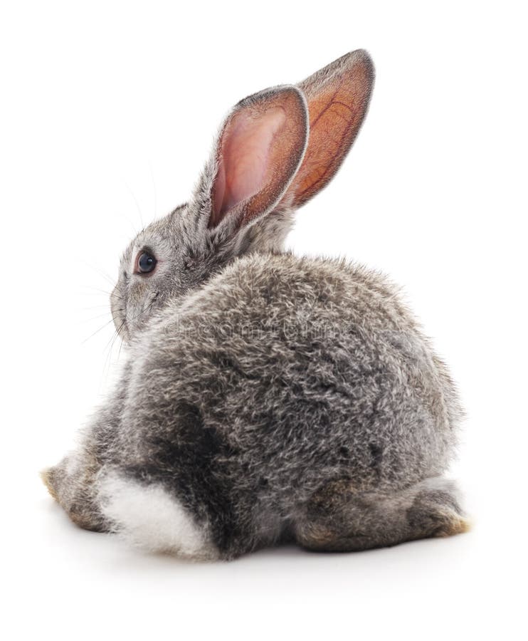Grey big rabbit stock image. Image of young, camera - 137129675