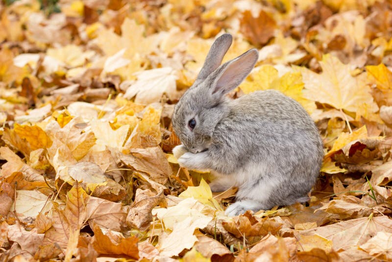 A grey rabbit in yellow stock photo. Image of gray, fall - 140485362