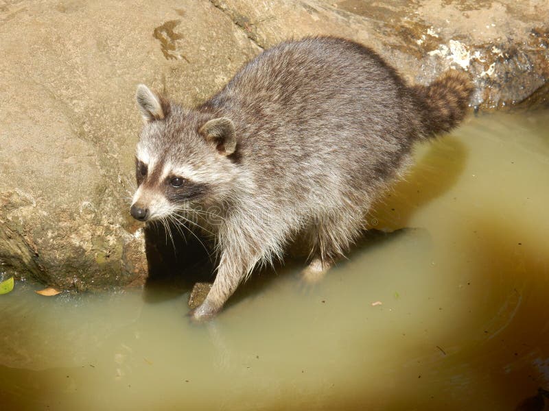 Grey raccoon open mouth stock photo. Image of open, mexican - 157947682