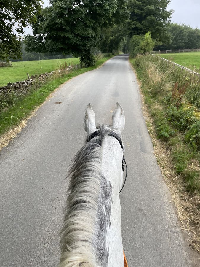 Bristol De Mai Grey Race Horse on His Own Stock Image - Image of track ...