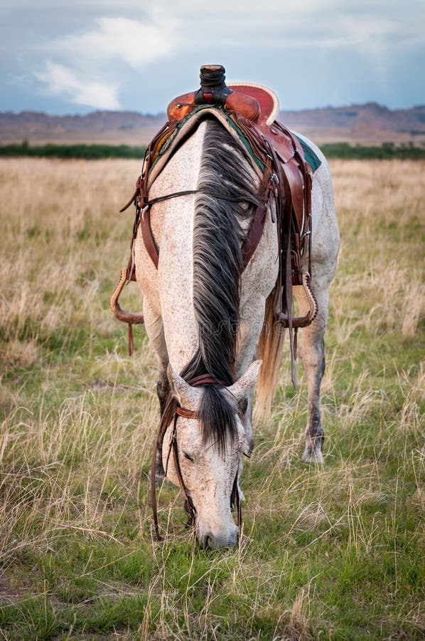 Grey Ranch Horse Grazes in the Badlands Stock Photo - Image of equus ...