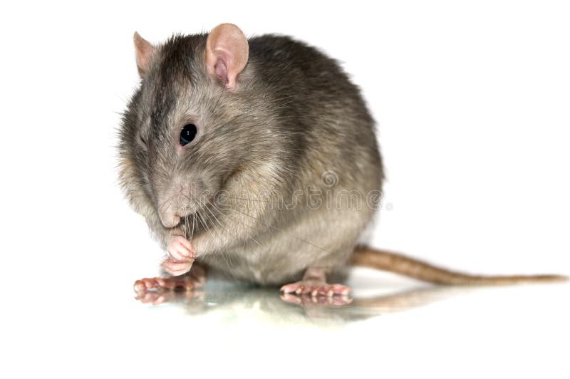 Rats stock image. Image of cute, curiosity, isolated, looking - 3282721