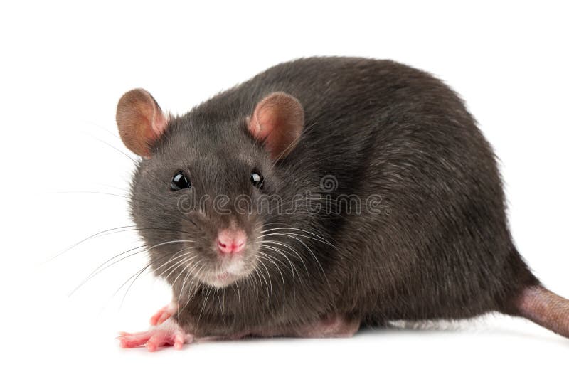 Grey rat closeup stock photo. Image of beautiful, domestic - 113578462