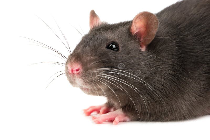 Grey rat closeup stock image. Image of hairy, cute, domestic - 113578465