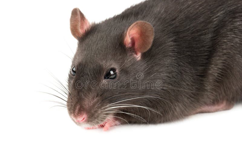 Grey rat closeup stock photo. Image of small, rodent - 113578464