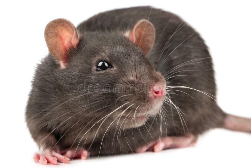 Grey rat closeup stock image. Image of brown, furry - 113578371
