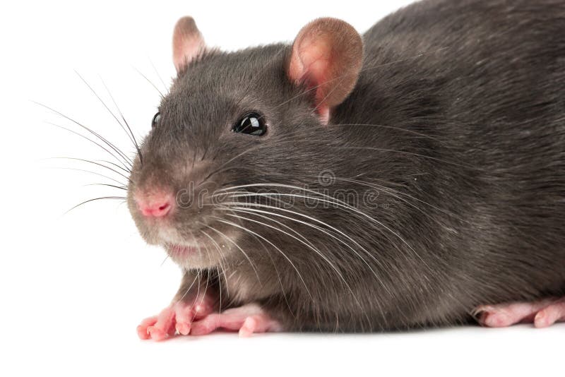 Grey rat closeup stock image. Image of domestic, animal - 115153617