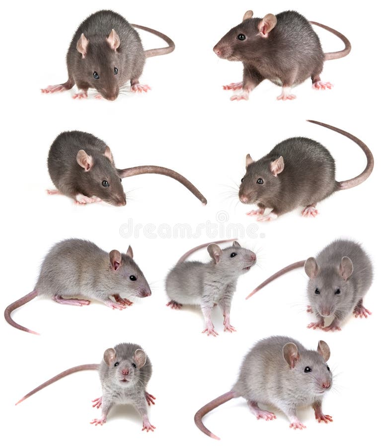Grey rat stock image. Image of pollution, nibbled, hairy - 30500173