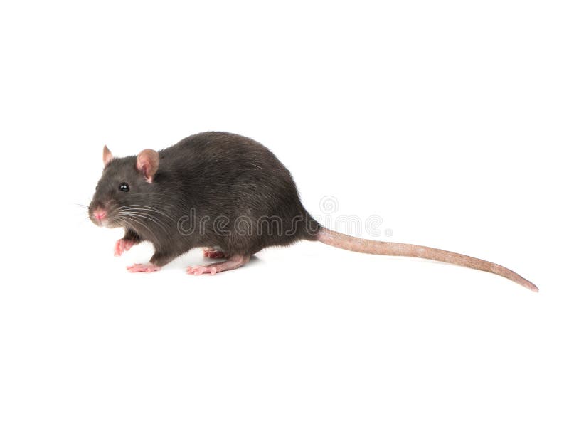 Grey rat isolate stock photo. Image of isolated, closeup - 113578384