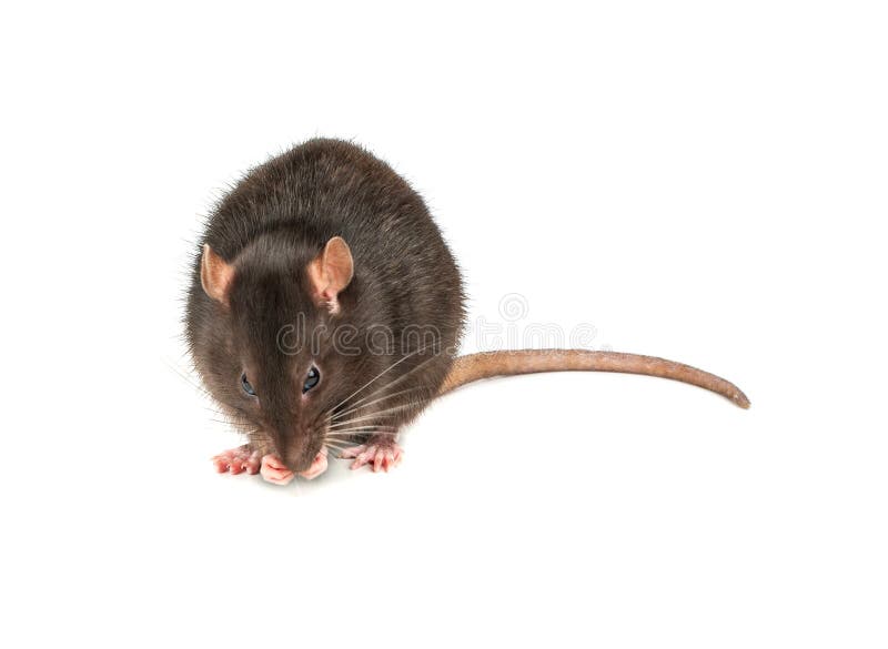 Grey rat isolated stock photo. Image of isolated, cheerful - 146389462