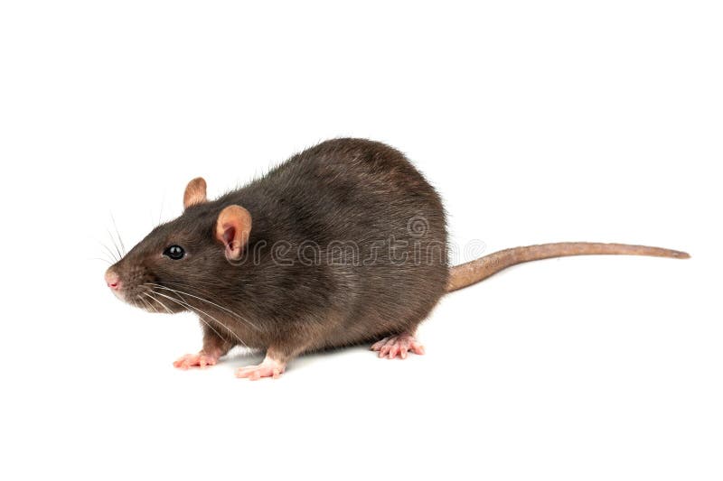Grey rat isolated stock photo. Image of isolated, cheerful - 146389462