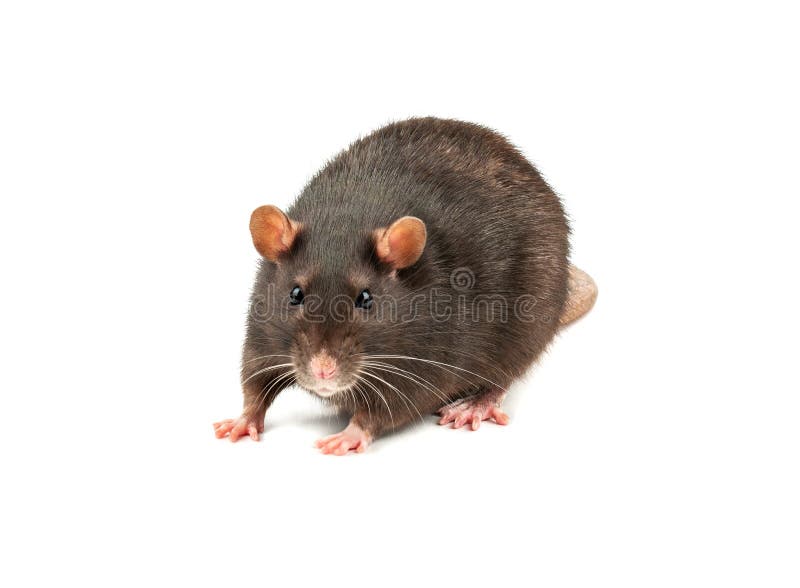 Grey rat isolated stock photo. Image of isolated, cheerful - 146389462