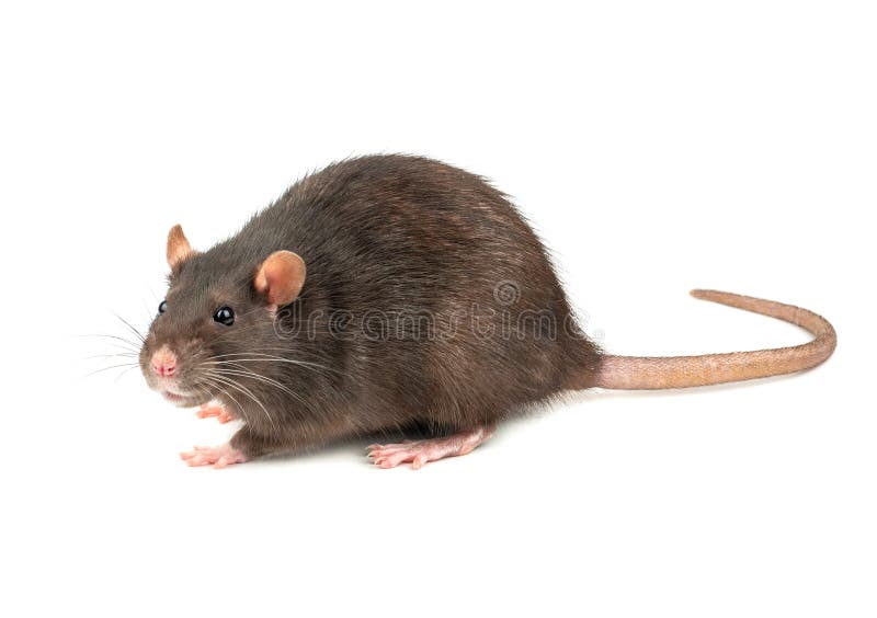 Wonderful Young Timid Wary Light Gray Furry Rat Home Pet on White ...