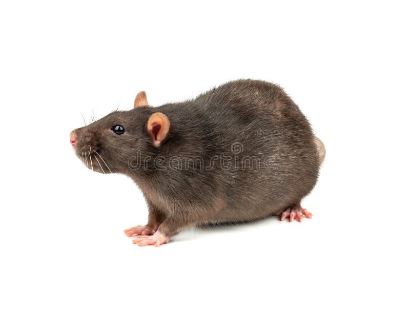 Grey rat isolated stock photo. Image of isolated, cheerful - 146389462