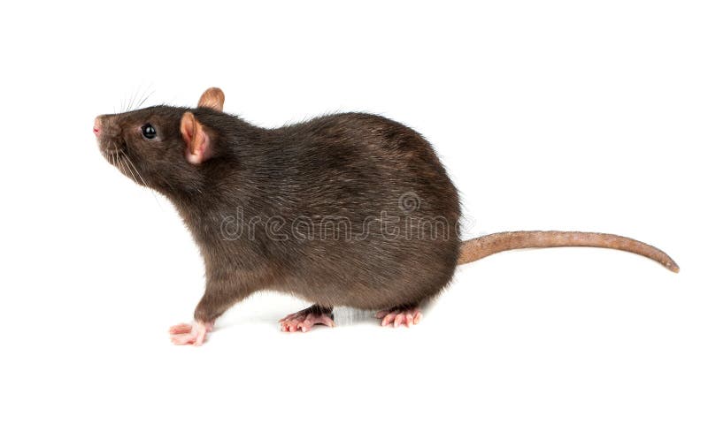 Grey rat isolated stock photo. Image of isolated, cheerful - 146389462