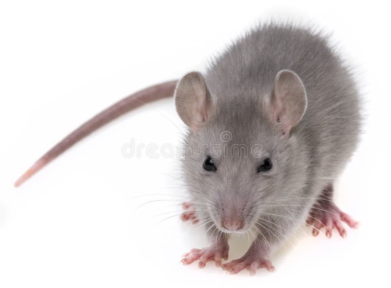 Rattus Norvegicus Dumbo Fancy Rat Stock Photo - Image of dumbo, hood ...
