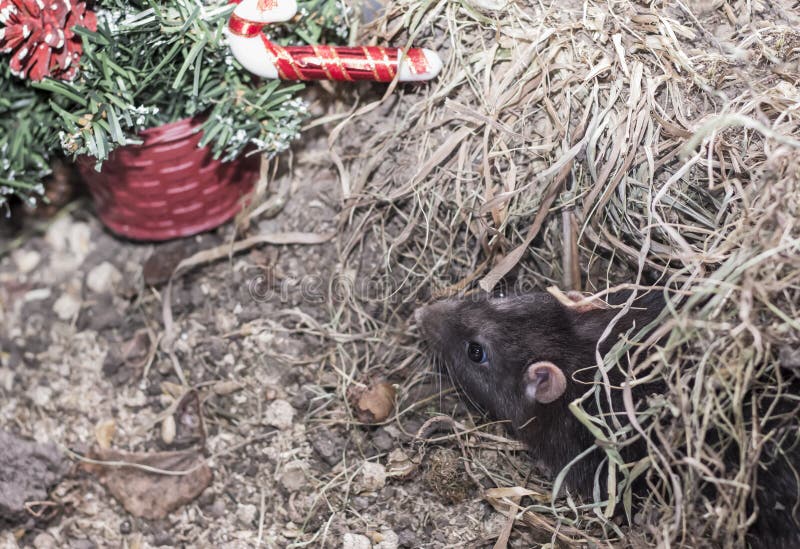 A Grey Rat Looks at a Green Christmas Tree Set Up in Its Cage Stock ...