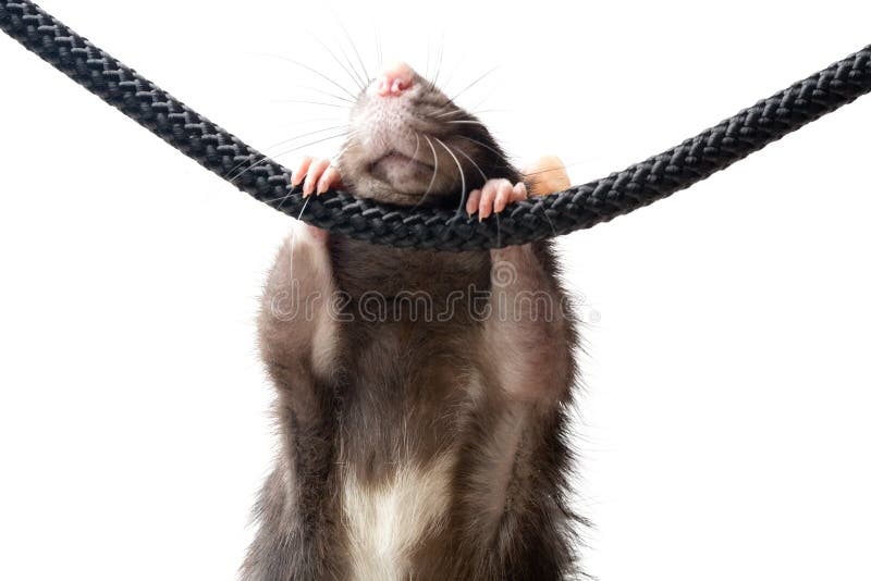 Grey rat on rope stock image. Image of white, ridiculous - 16297843