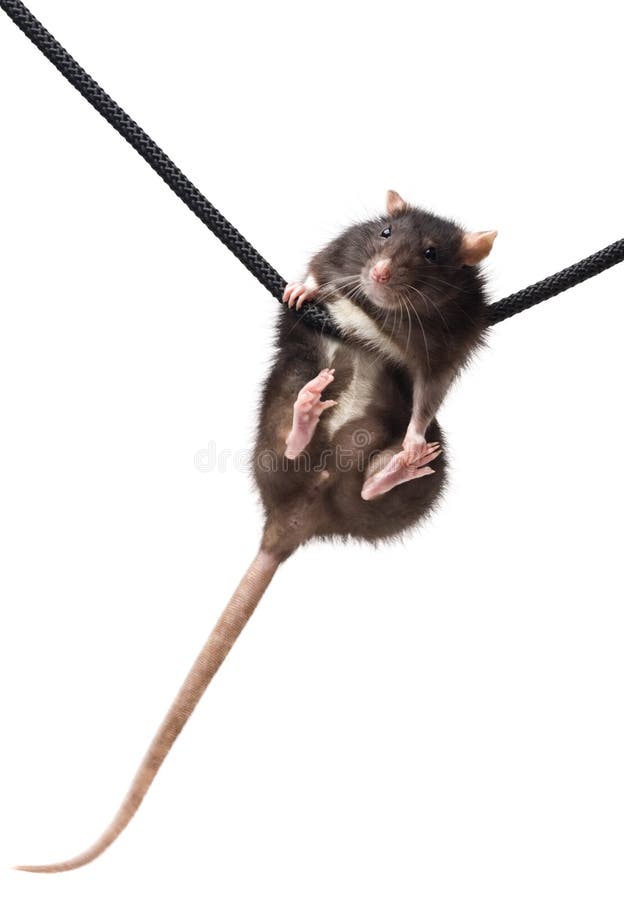 Grey rat on rope stock image. Image of white, ridiculous - 16297843