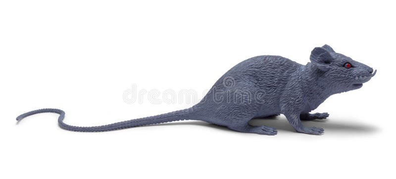 Grey Rat Side View stock illustration. Illustration of mouse - 285844605