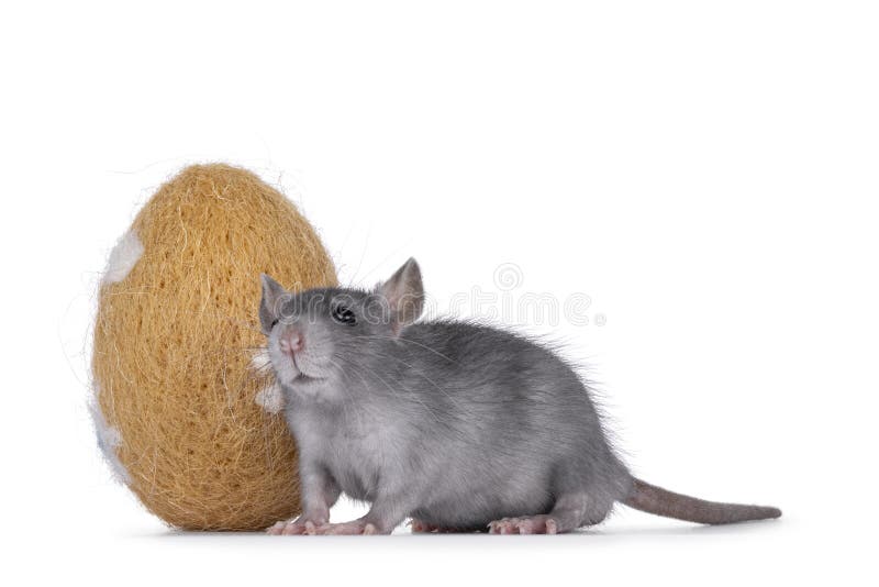Grey Rat and Toy Egg on White Background Stock Photo - Image of healthy ...