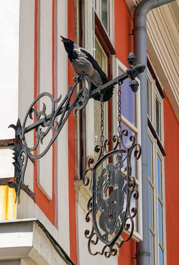 Grey Raven on building stock image. Image of building - 95892489