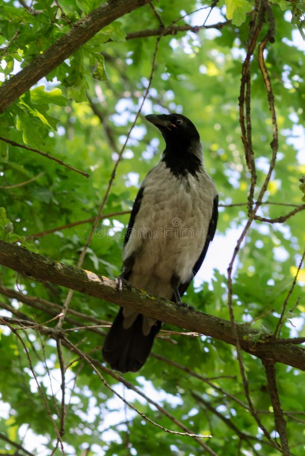 Grey Raven Sitting on a Tree Branch Stock Image - Image of crow, green ...