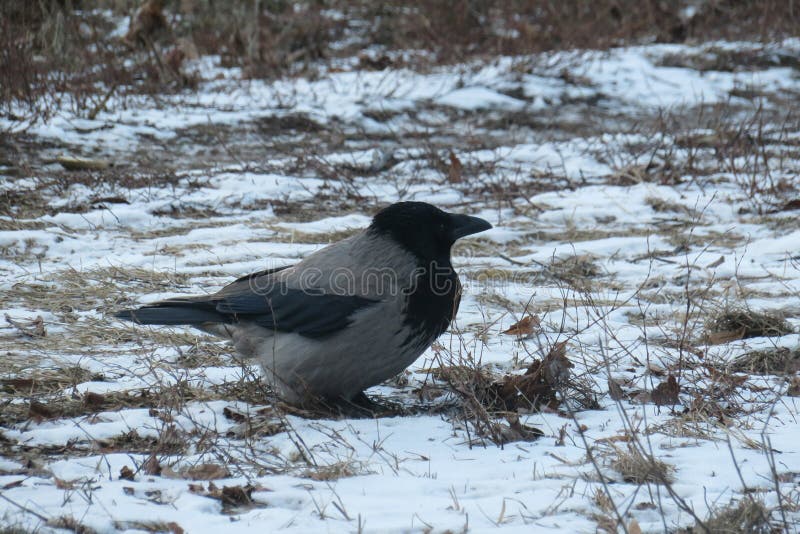 Raven on Ground in Winter Season Stock Photo - Image of birds, outdoor ...