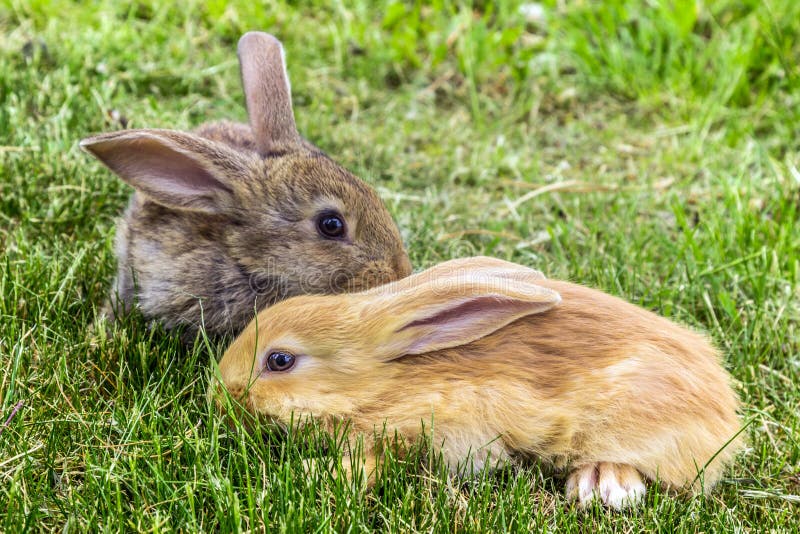 Two young rabbits stock image. Image of furry, bunny - 12381369