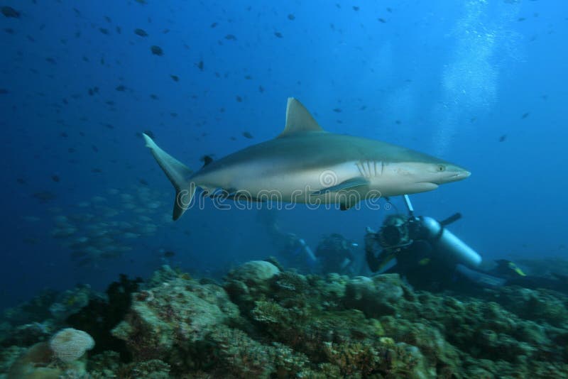 Grey reef shark stock photo. Image of scuba, nature, ocean - 22503090