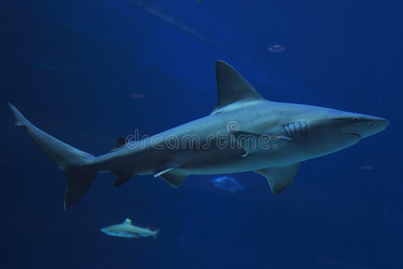 Grey Reef Shark stock image. Image of jaws, nature, shark - 28629687