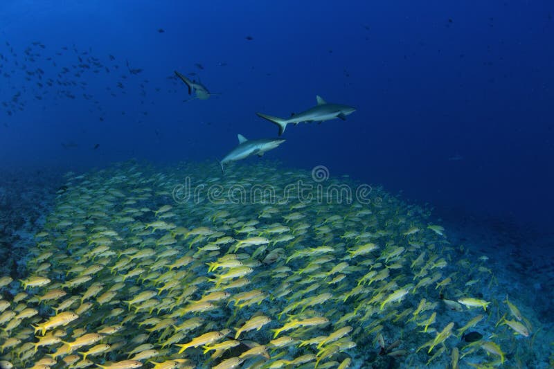 Grey Reef Shark, Fakarava Atoll, Reef Shark Stock Image - Image of deep ...