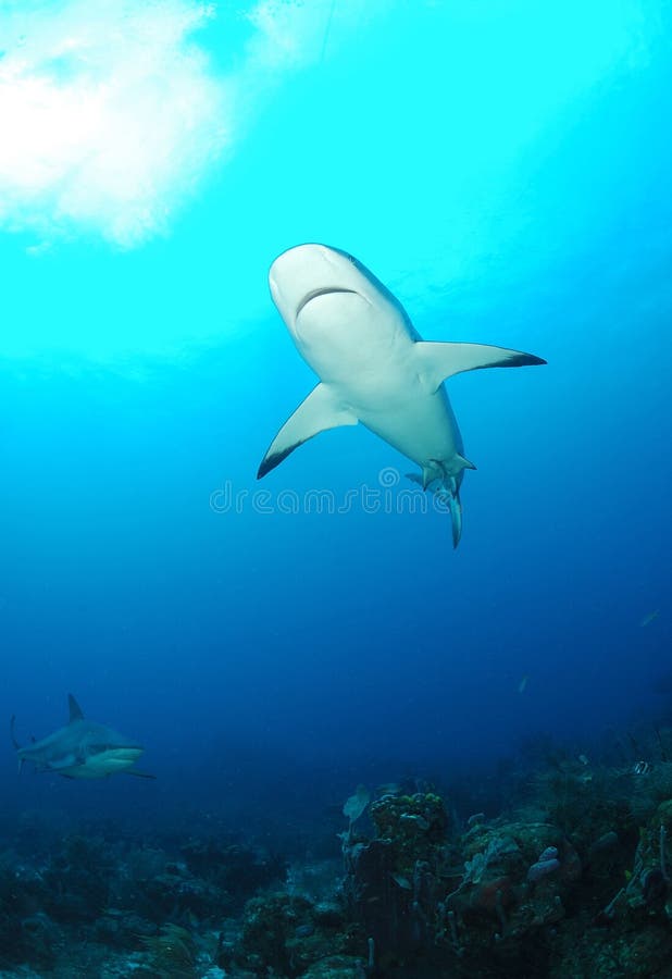Grey reef sharks stock photo. Image of sunlight, carcharhinidae - 22721514
