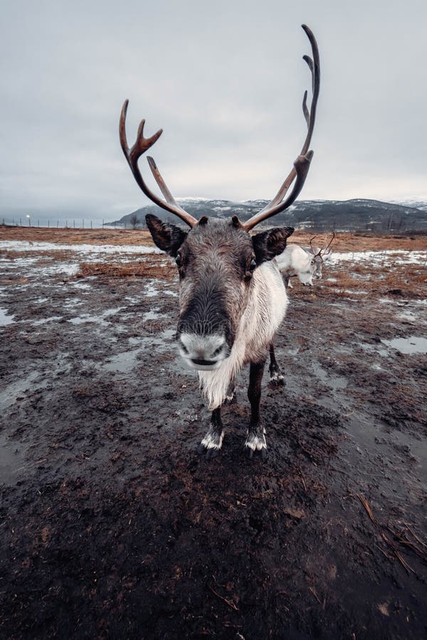 Grey Reindeer Looking at the Camera on Farm Near Tromso, Norway Stock ...