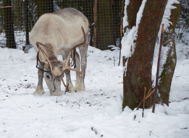 Reindeer Shedding of Hair Under the Rock. Stock Image - Image of ...
