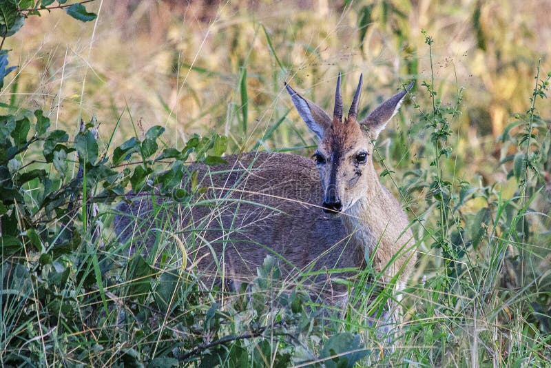 Bohor reedbuck, Serengeti stock image. Image of antelope - 11193385