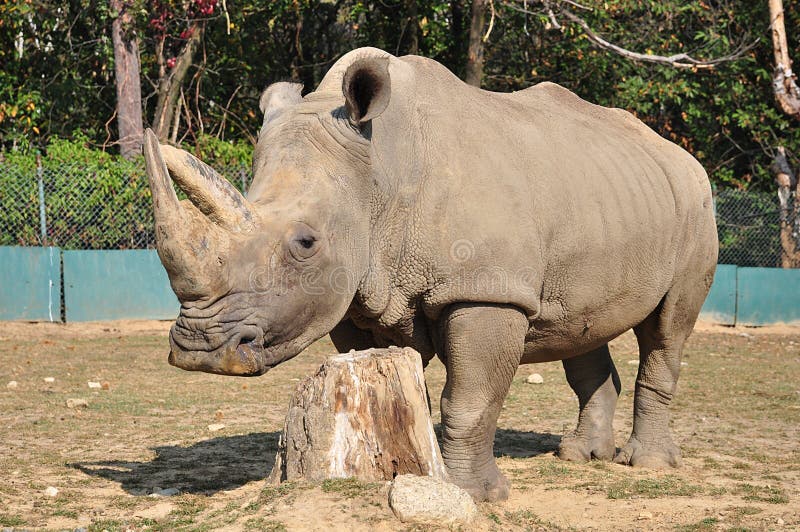 Grey rhino stock image. Image of detail, africa, portrait - 21636789