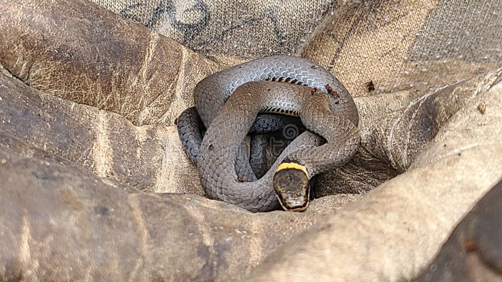Grey ring neck snake stock photo. Image of iron, frog - 357922992
