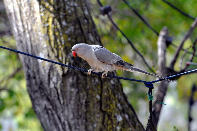 Grey Ringneck Parakeet stock image. Image of flying, preening - 81046355