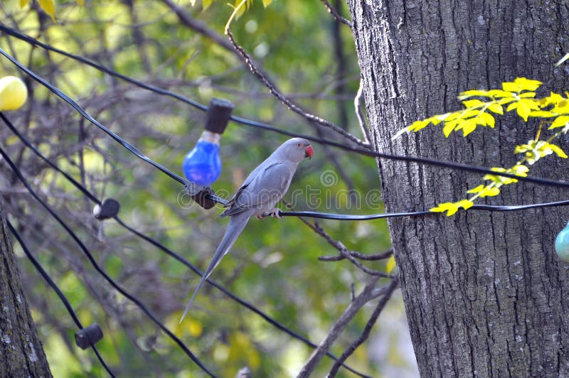Grey Ringneck Parakeet stock image. Image of lovely, ringneck - 81046931
