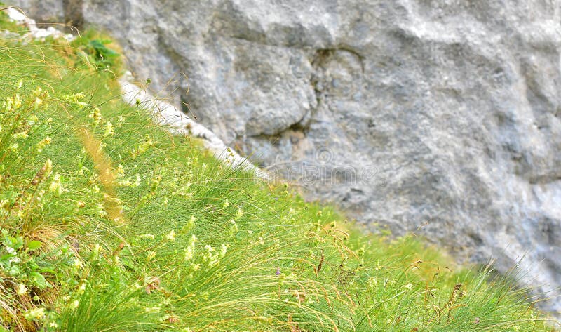 Grey Rock and Green Grass for the Background. Stock Photo - Image of ...