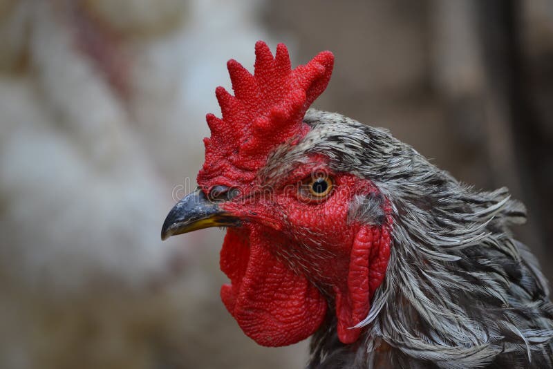 Grey rooster 1 stock image. Image of decorative, view - 179728703