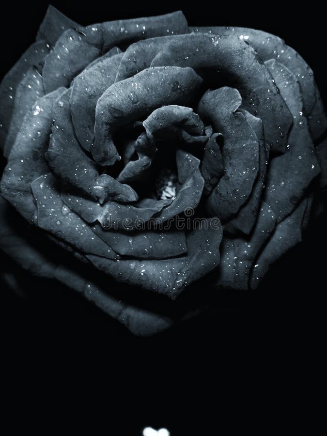 Black Grey Rose Background Stock Images - Download 2,585 Royalty Free ...