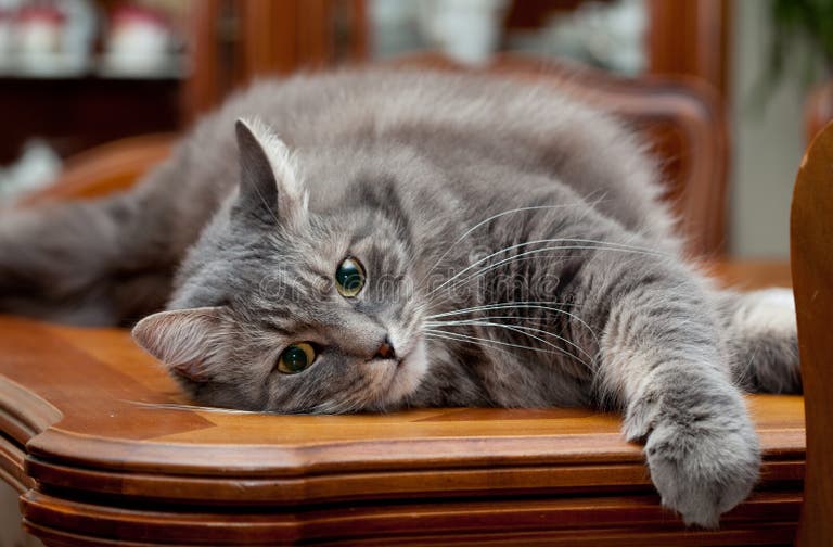 2,619 Beautiful Russian Grey Cat Stock Photos - Free & Royalty-Free ...