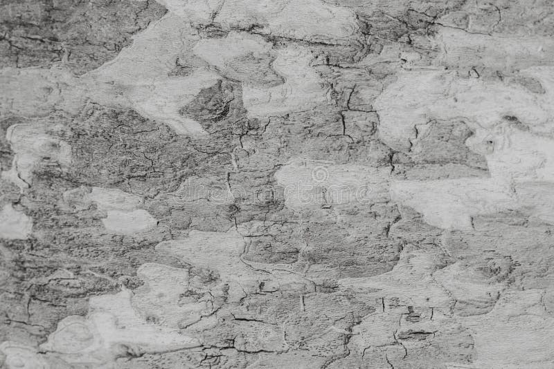 Grey Rustic Texture Background with Craquelure. Monochrome Stock Photo ...