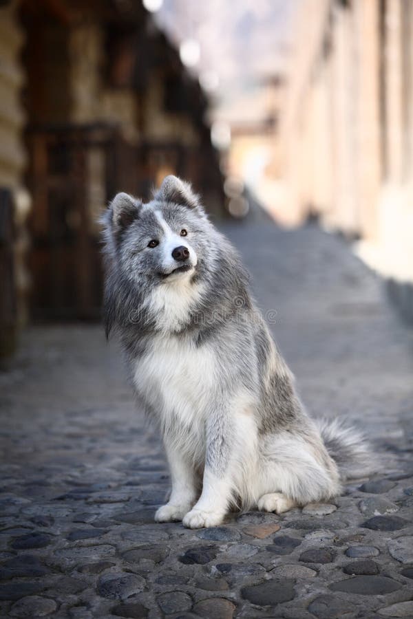 Grey samoyed stock image. Image of look, adorable, grooming - 7295693
