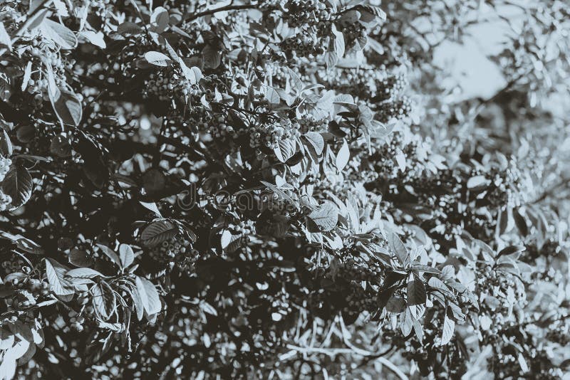 Grey Scale Closeup Shot of a Tree Stock Photo - Image of black ...