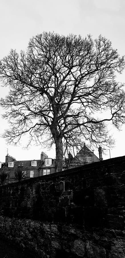 Grey scale stock photo. Image of chrome, scale, tree - 114115918