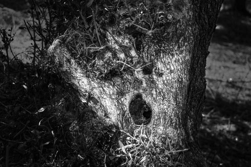 Grey Scale Shot of a Beautiful Tree Trunk in the Middle of a Forest ...