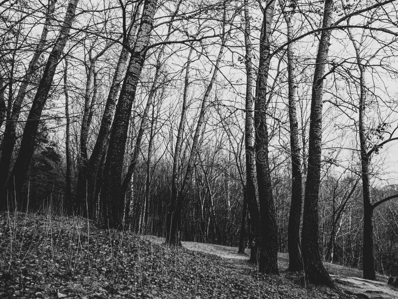 Grey-scale Shot of a Forest Full of Bare Trees in Autumn Stock Photo ...